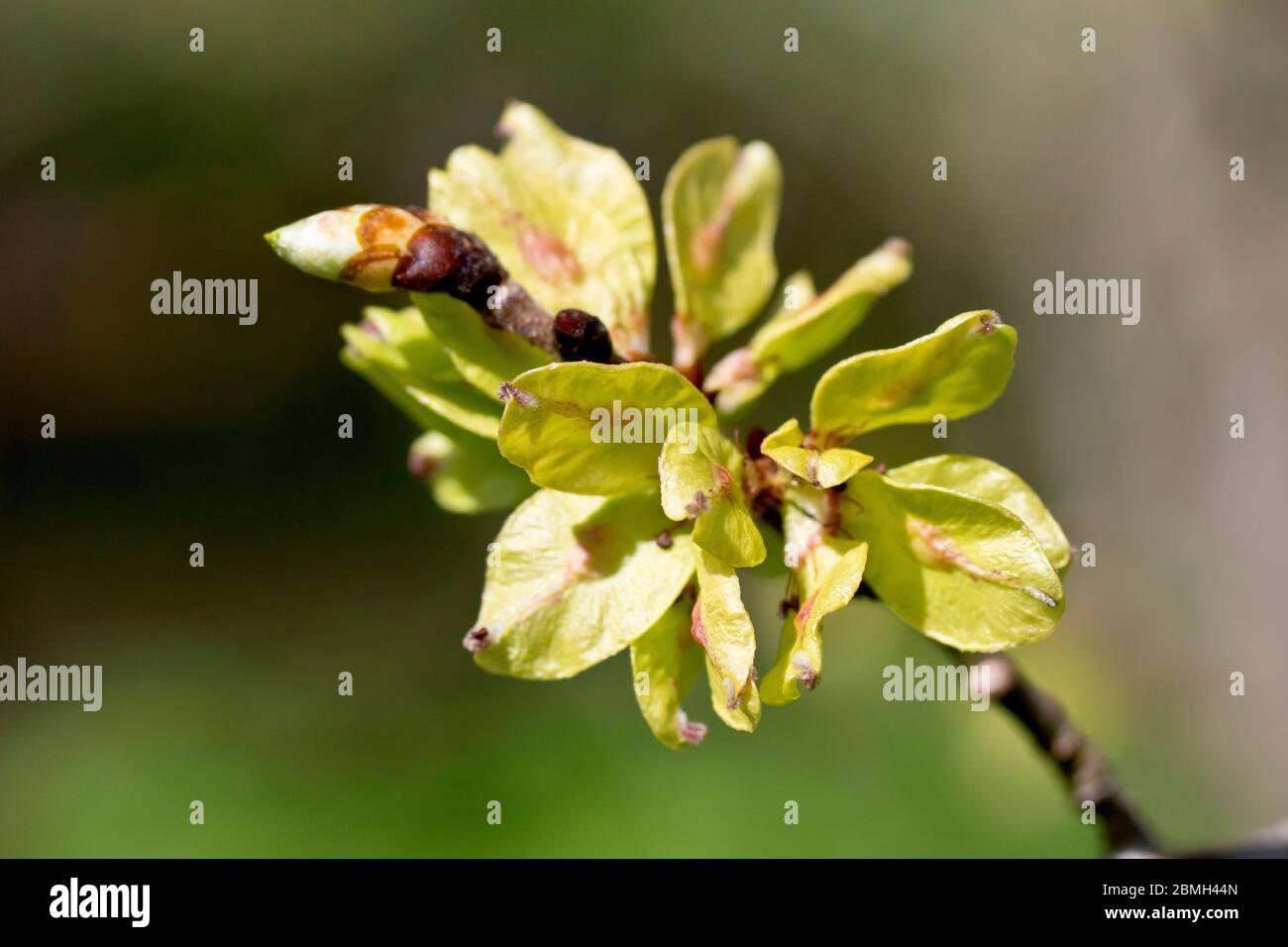 Wych elm seed -Fotos und -Bildmaterial in hoher Auflösung – Alamy