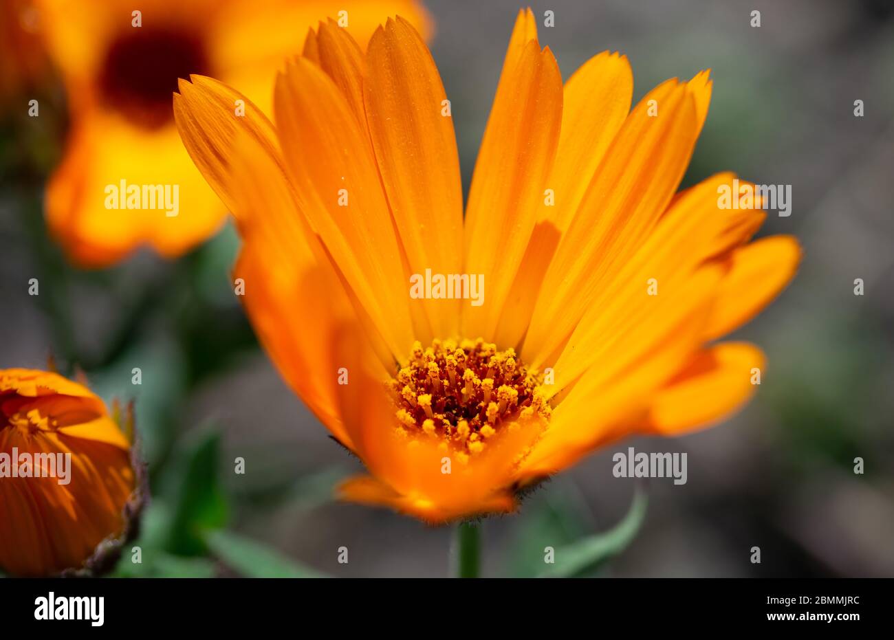 Blume bild -Fotos und -Bildmaterial in hoher Auflösung – Alamy
