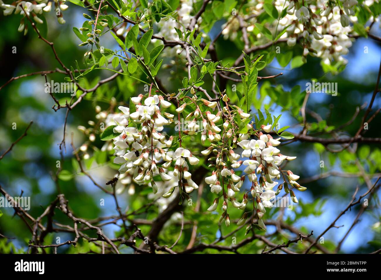 Robinie pseudoacacia baum -Fotos und -Bildmaterial in hoher Auflösung ...