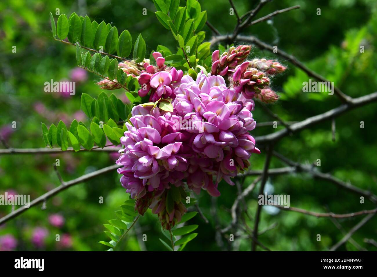 Borstige Heuschrecke, Rosenakazie oder Moosheuschrecke, Borstige ...