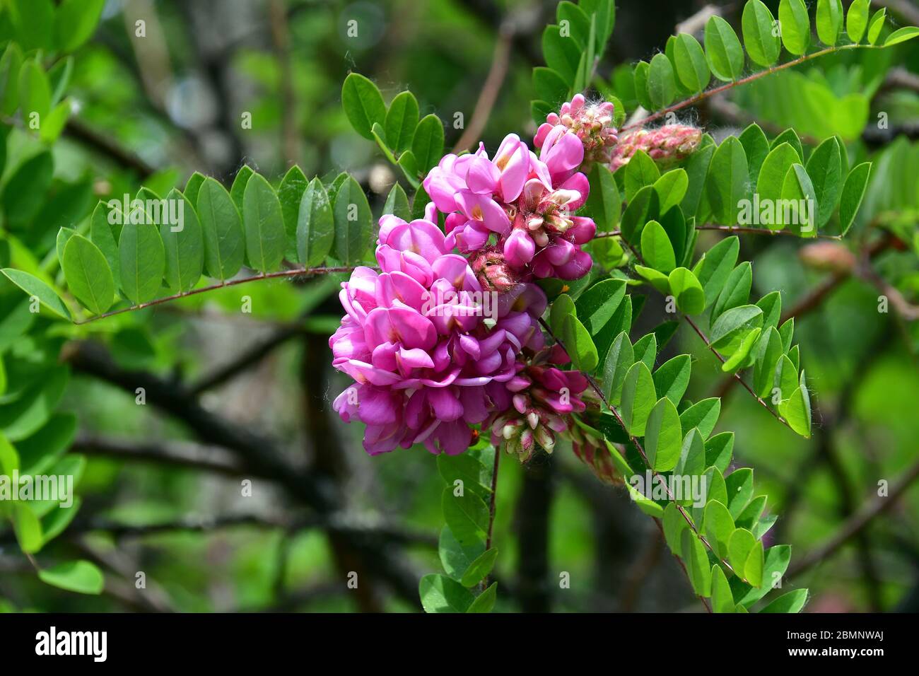 Borstige Heuschrecke, Rosenakazie oder Moosheuschrecke, Borstige ...