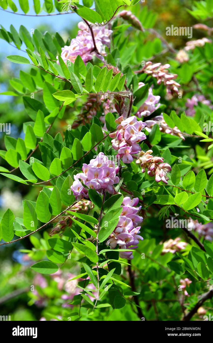 Borstige Heuschrecke, Rosenakazie oder Moosheuschrecke, Borstige ...