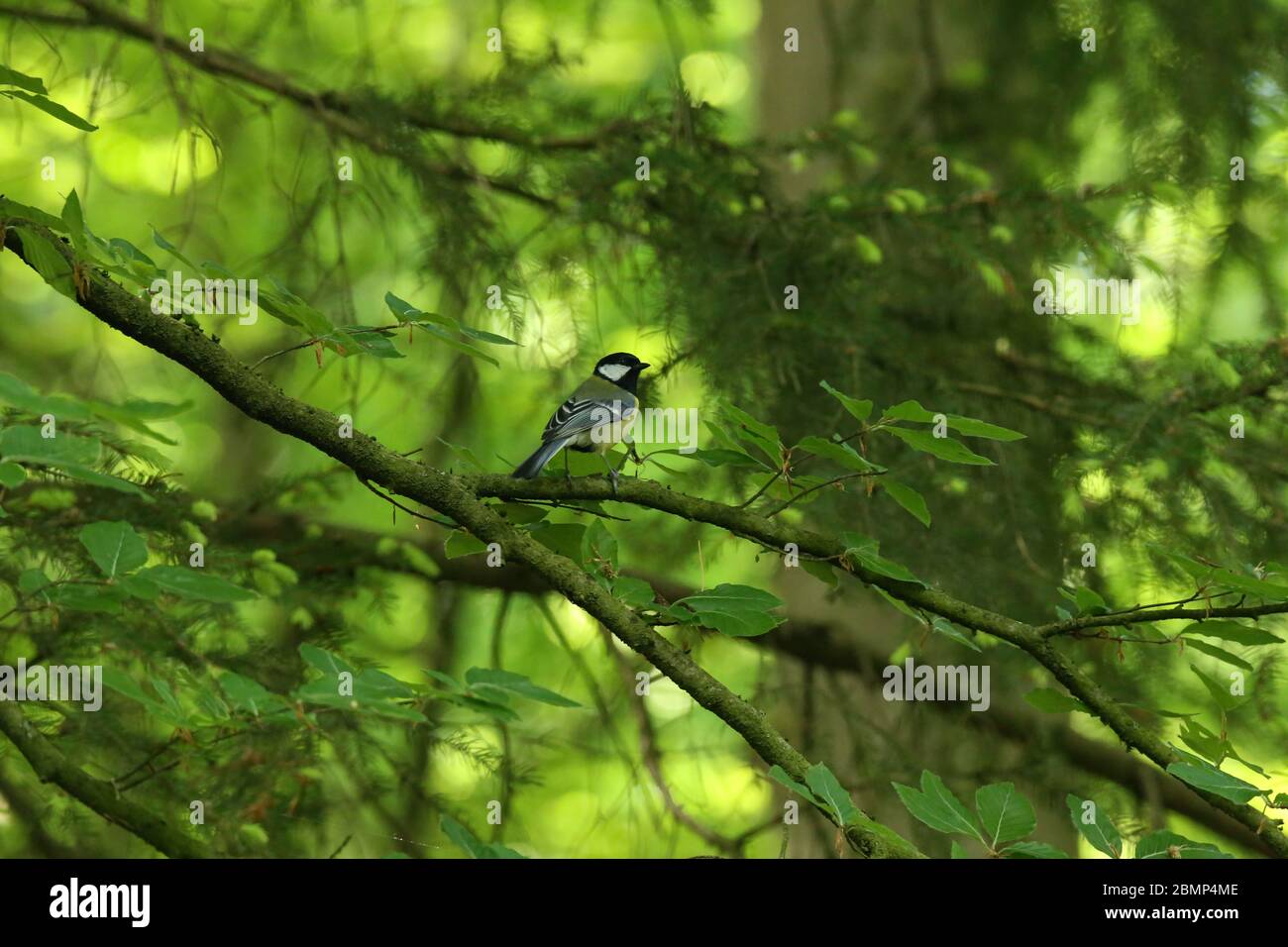 Das sitzt auf einem Ast im Wald Stockfotografie - Alamy