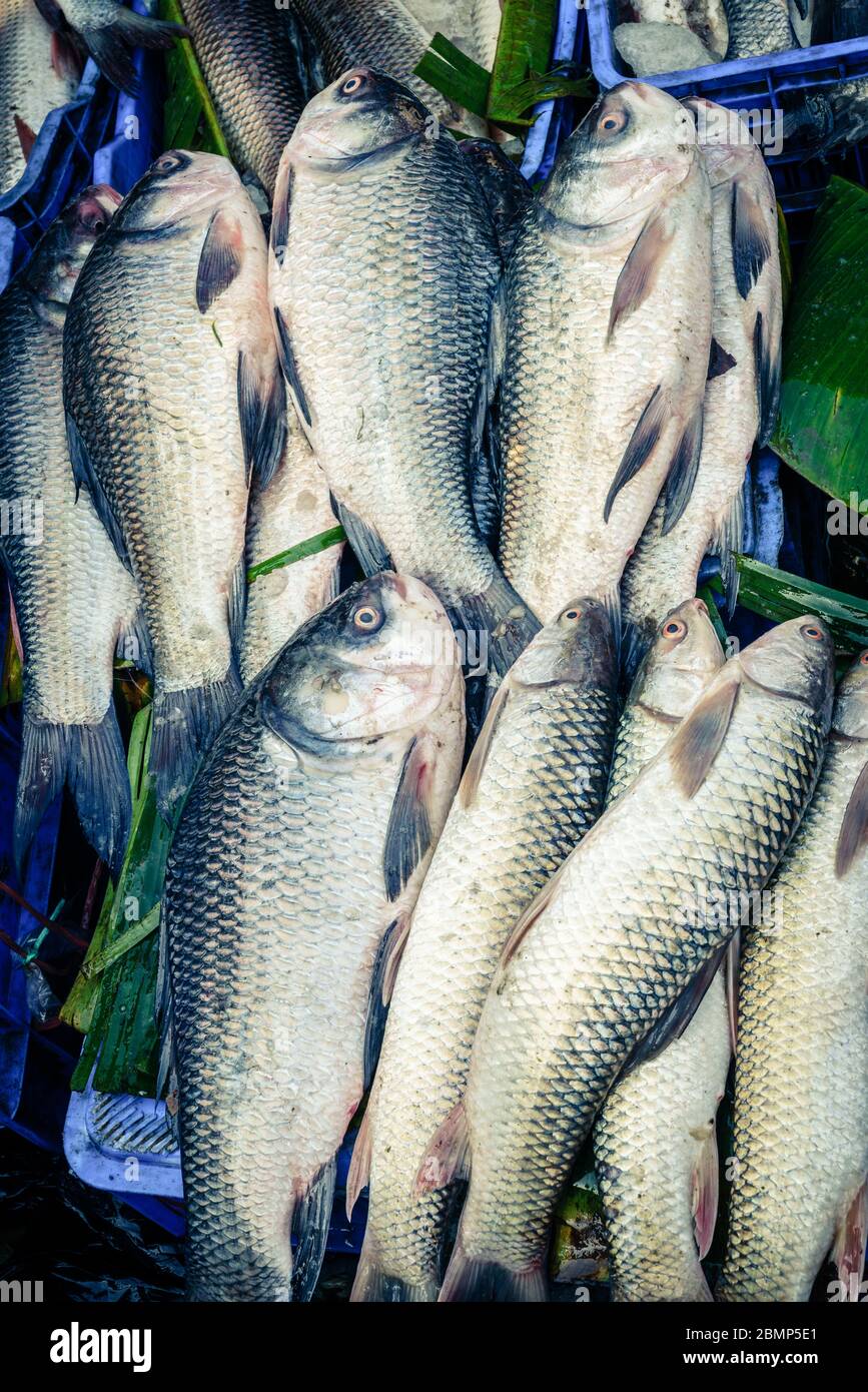 Frischer fisch auf dem markt -Fotos und -Bildmaterial in hoher ...
