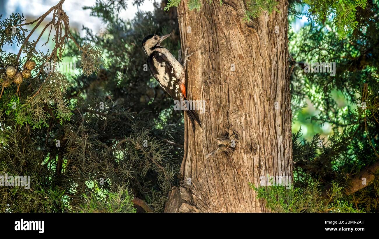 Vögel krallen -Fotos und -Bildmaterial in hoher Auflösung – Alamy