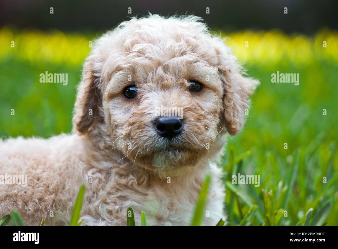 Pudel welpe -Fotos und -Bildmaterial in hoher Auflösung – Alamy