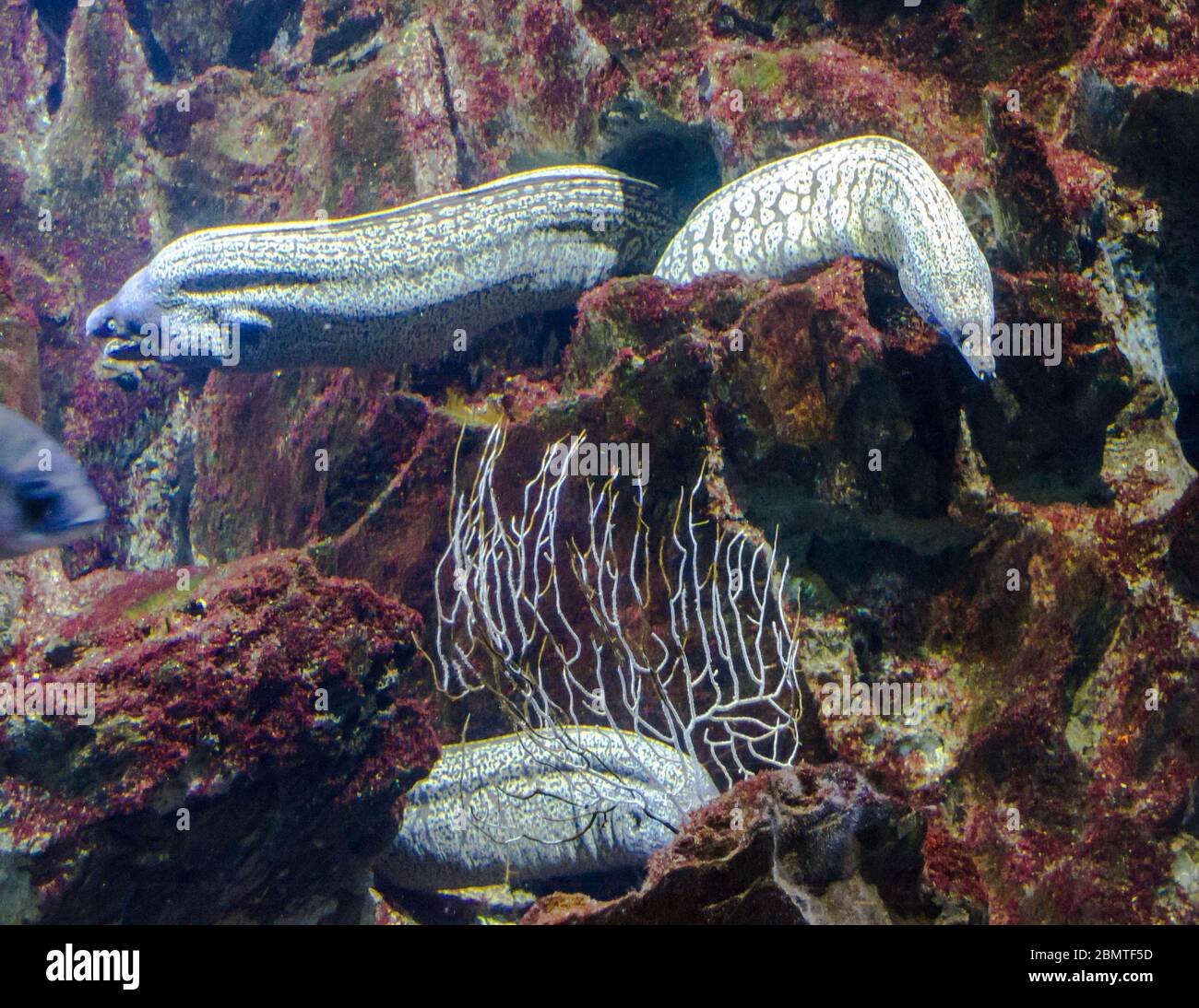 Aale Schwimmen Stockfotos und -bilder Kaufen - Alamy