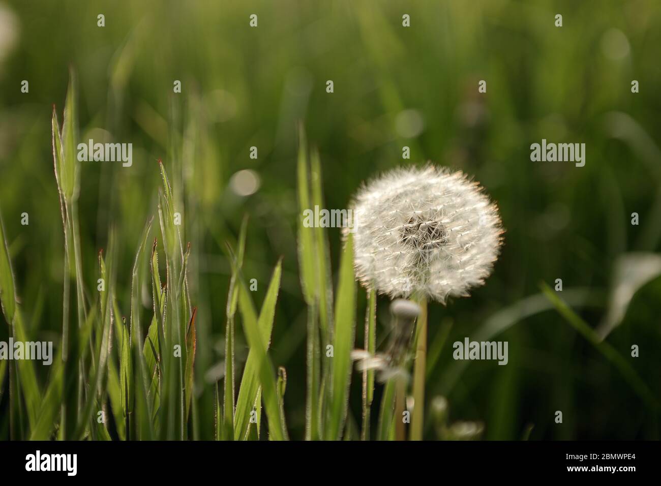 Pustel blume -Fotos und -Bildmaterial in hoher Auflösung – Alamy