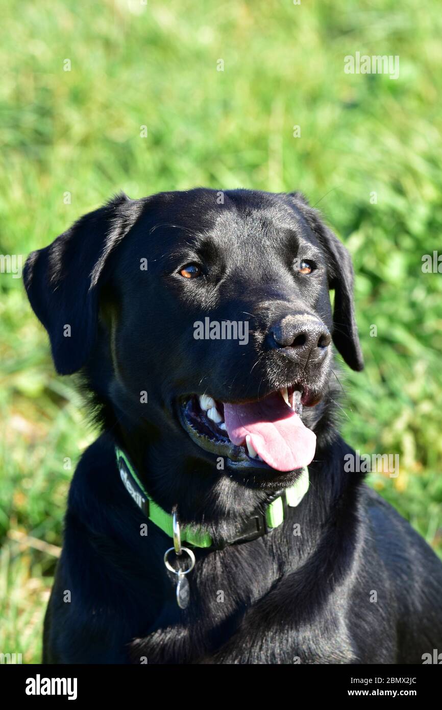 Old black labrador retriever -Fotos und -Bildmaterial in hoher ...
