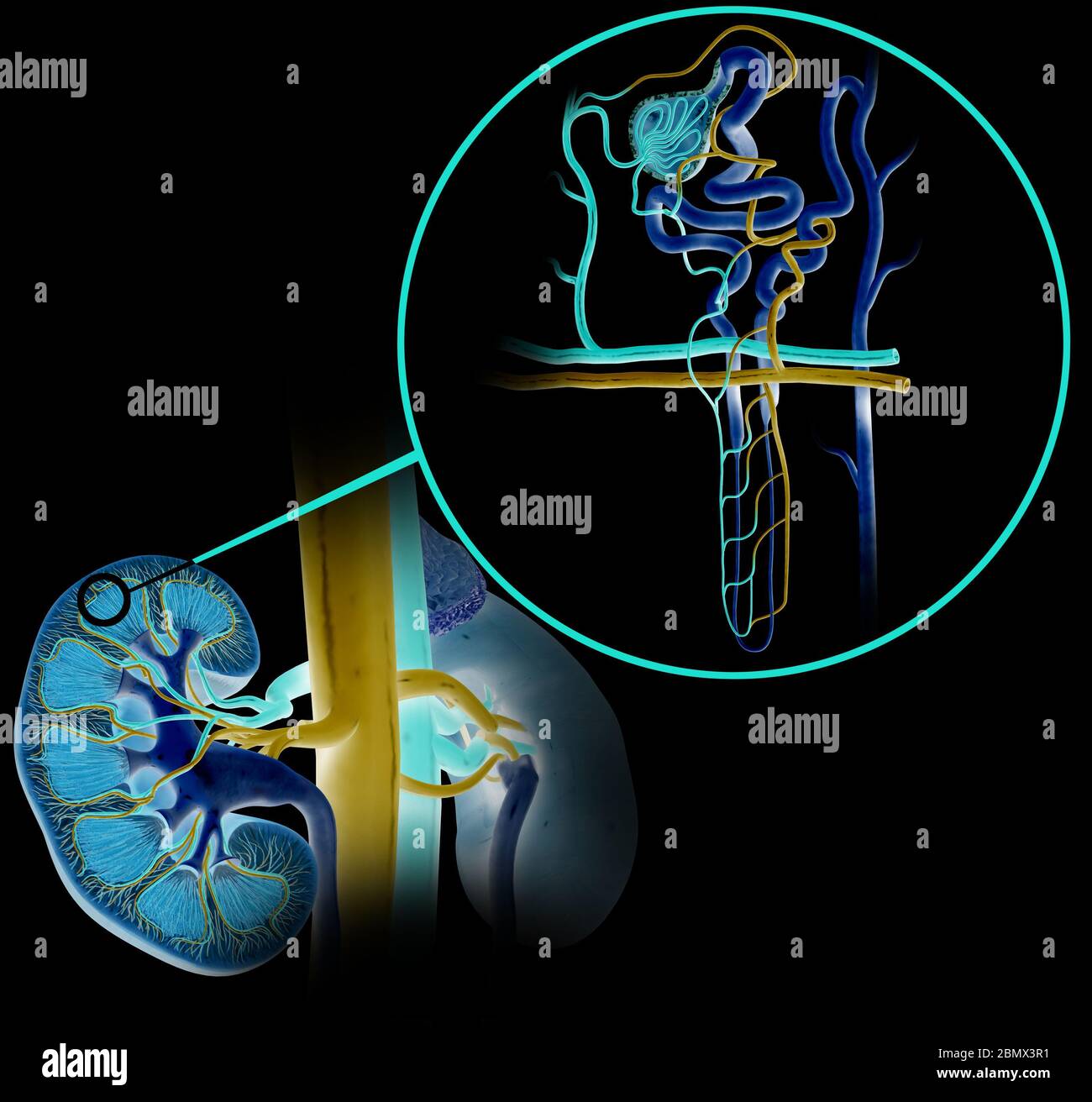 3D-Darstellung der Struktur eines Nephrons, der grundlegenden Struktur ...