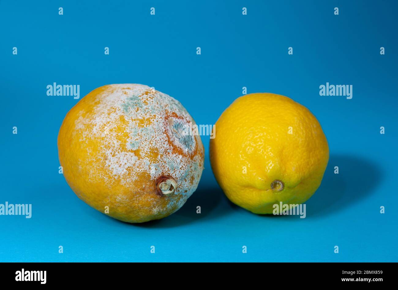 Verschimmelte zitronen -Fotos und -Bildmaterial in hoher Auflösung – Alamy
