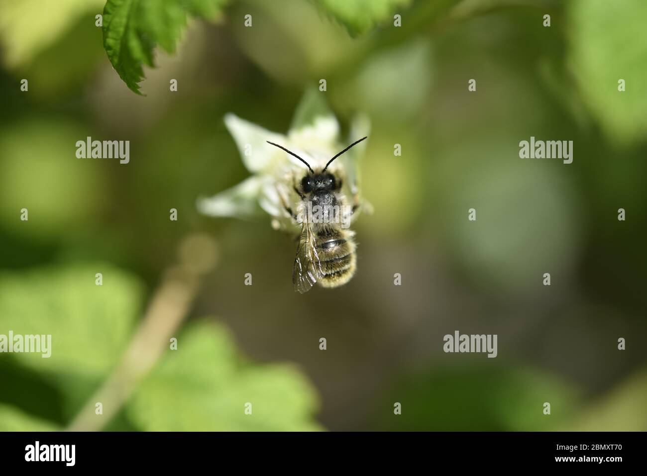 Biene von oben -Fotos und -Bildmaterial in hoher Auflösung – Alamy
