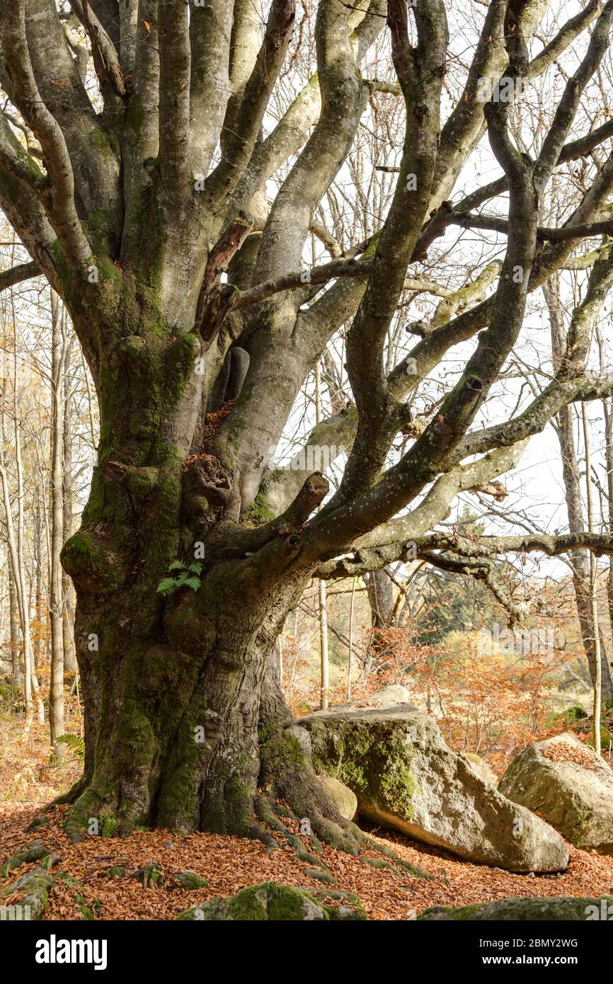 Buche baum -Fotos und -Bildmaterial in hoher Auflösung – Alamy