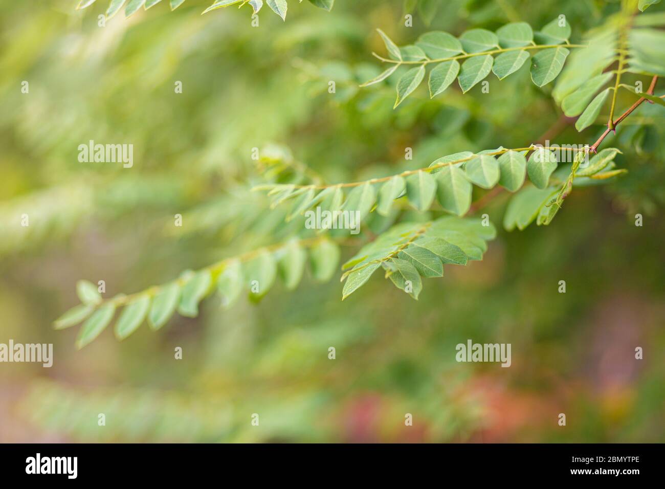 Acacia Close Up Stockfotos und -bilder Kaufen - Alamy