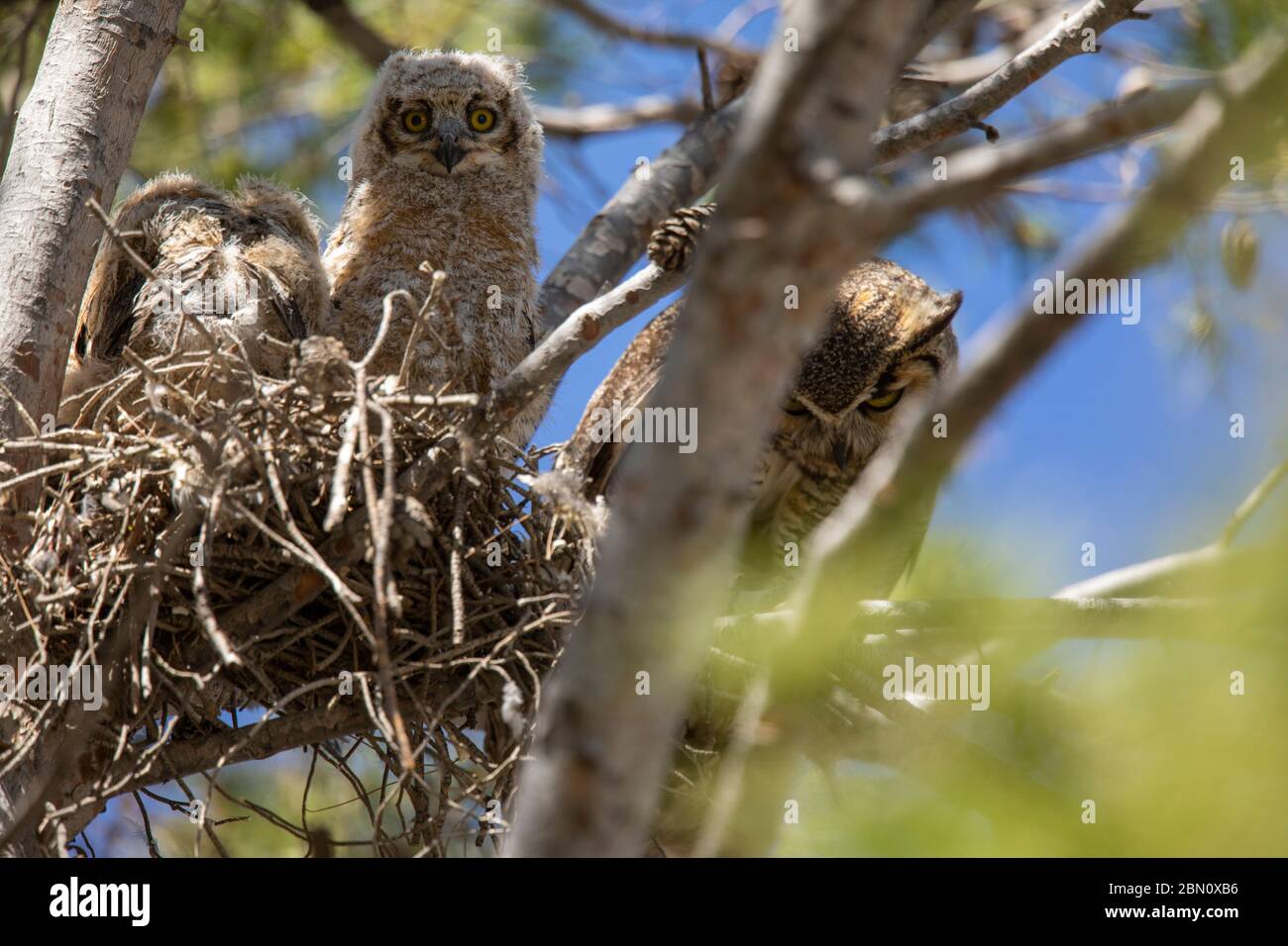 Eule nest -Fotos und -Bildmaterial in hoher Auflösung – Alamy