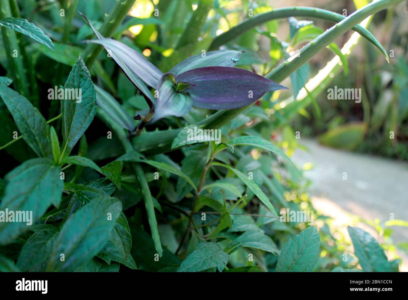 Wander jude tradescantia zebrina -Fotos und -Bildmaterial in hoher ...