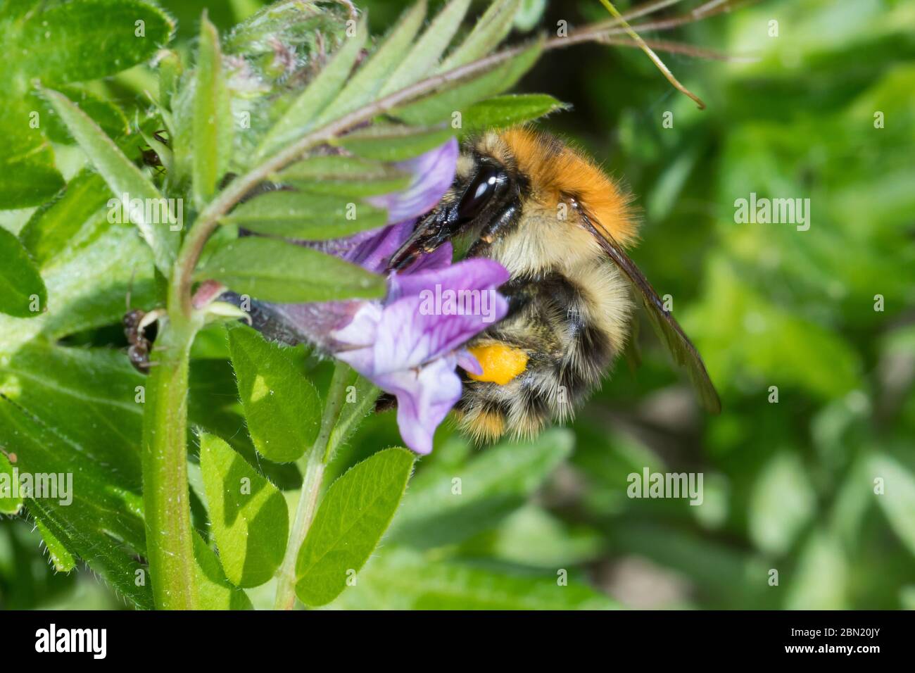 Ackerhummel, Acker-Hummel, Hummel, Weibchen, Pollenhöschen, Bombus ...
