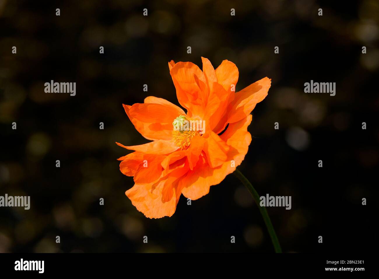 Papaver rupifragum garten -Fotos und -Bildmaterial in hoher Auflösung ...