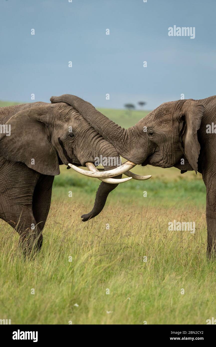 Zwei männliche afrikanische Elefanten (loxodonta africana) kämpfen und ...