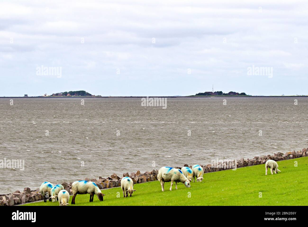 Insel der pellworm -Fotos und -Bildmaterial in hoher Auflösung – Alamy