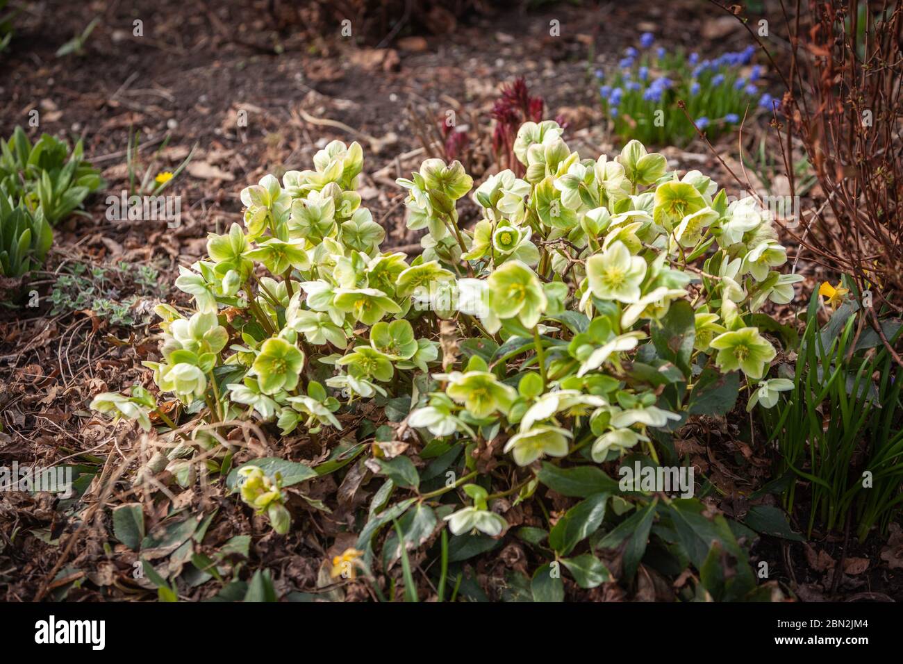 Bodendecker winterpflanzung -Fotos und -Bildmaterial in hoher Auflösung – Alamy