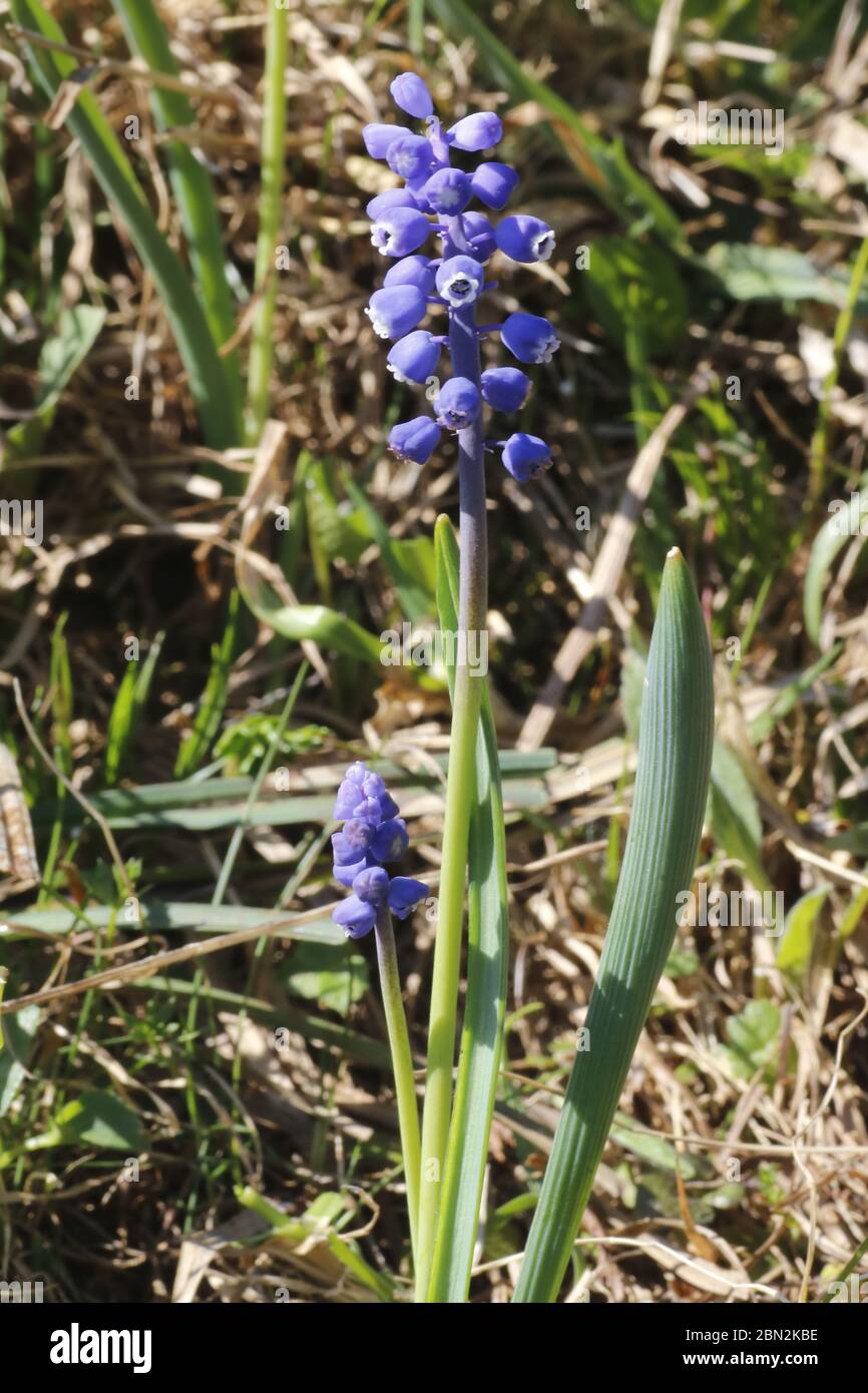 Muscari botryoides -Fotos und -Bildmaterial in hoher Auflösung – Alamy