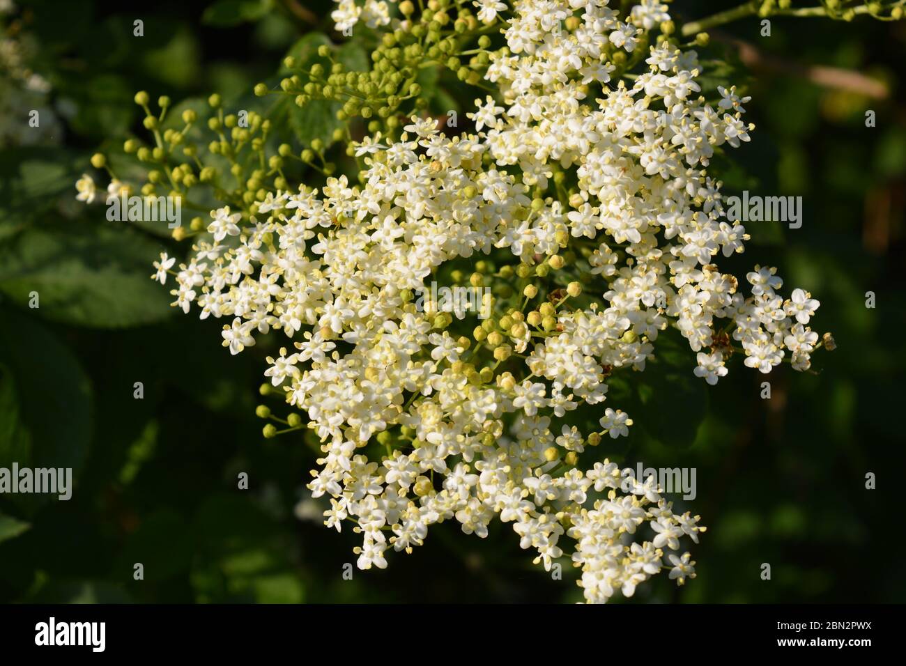 Holunderblüte, auch bekannt als Sambucus nigra, Detail von Blumen in ...