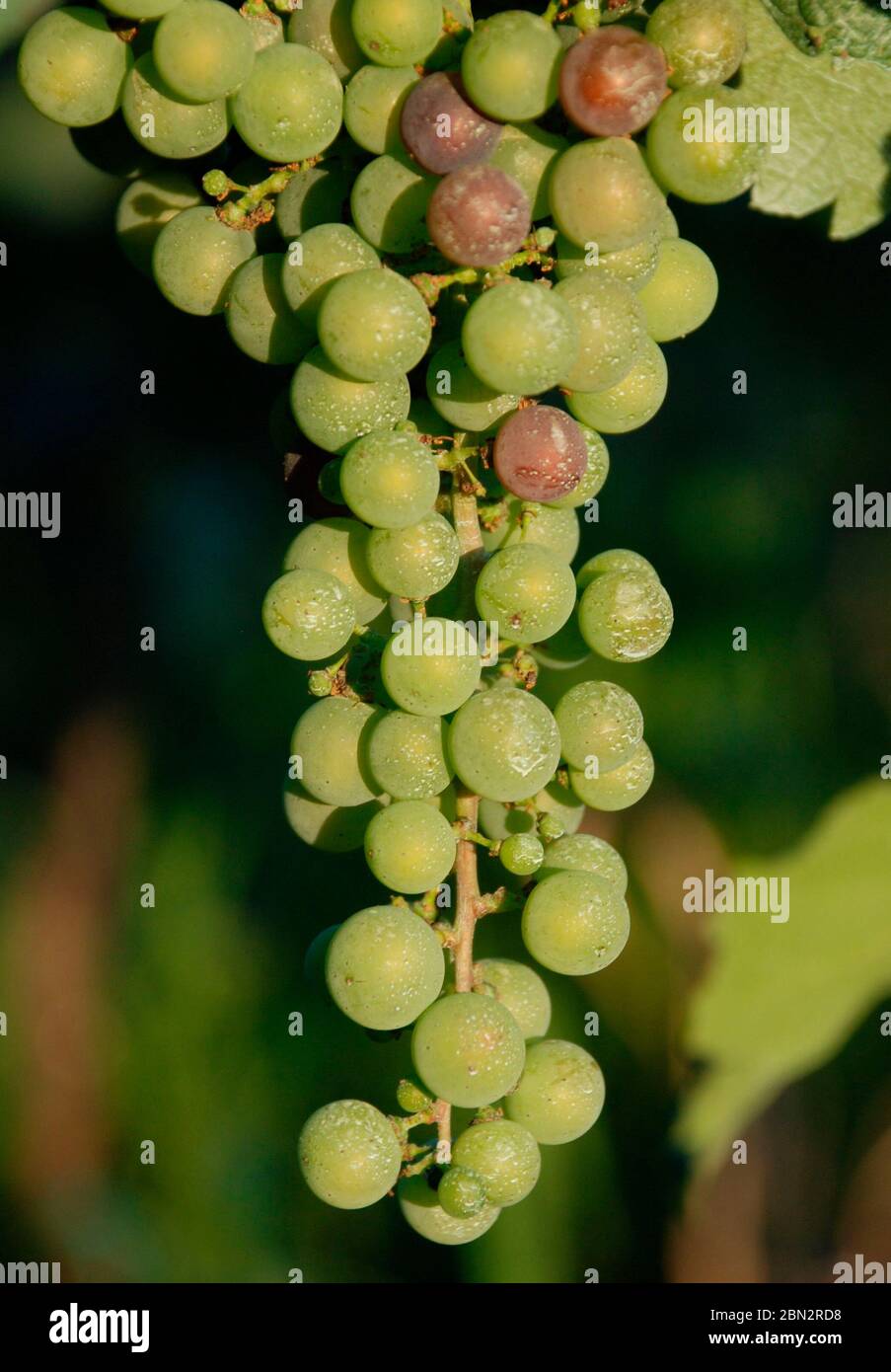 Weinberg weinberg landwirtschaft -Fotos und -Bildmaterial in hoher ...