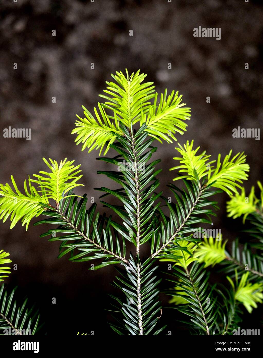 Nadelbaum Nadeln Stockfotos und -bilder Kaufen - Alamy