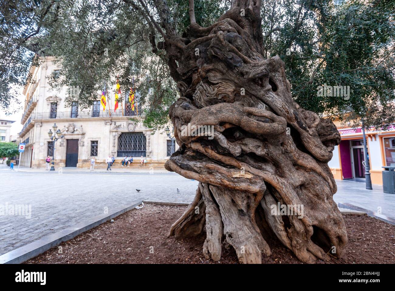 Olivenbaum palma -Fotos und -Bildmaterial in hoher Auflösung – Alamy