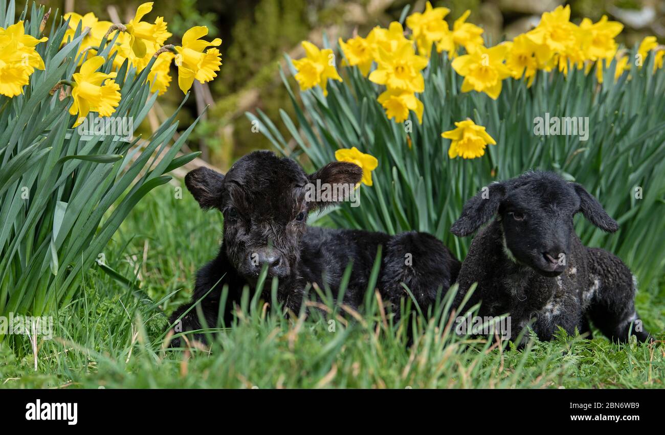 Freunde unter blumen -Fotos und -Bildmaterial in hoher Auflösung – Alamy