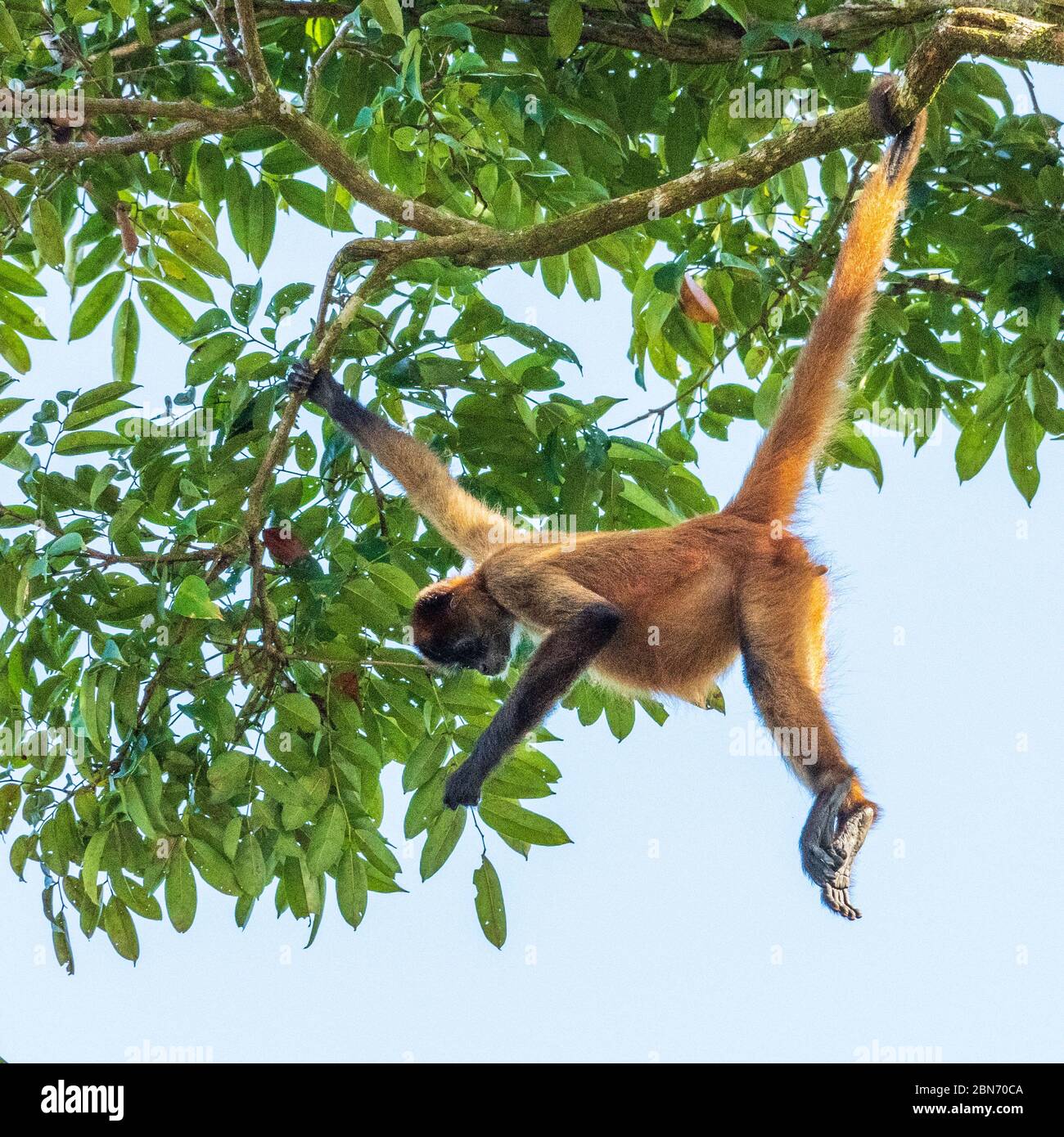 Spinne schwanz -Fotos und -Bildmaterial in hoher Auflösung – Alamy