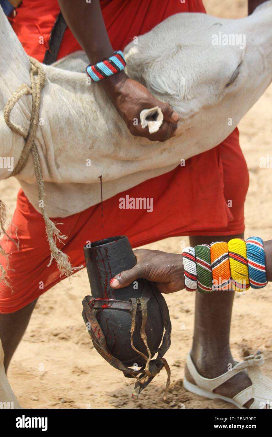Bleeding cattle -Fotos und -Bildmaterial in hoher Auflösung – Alamy