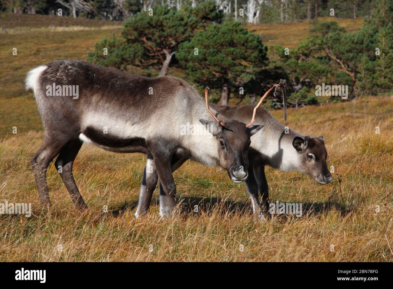 Rentier kalb -Fotos und -Bildmaterial in hoher Auflösung – Alamy
