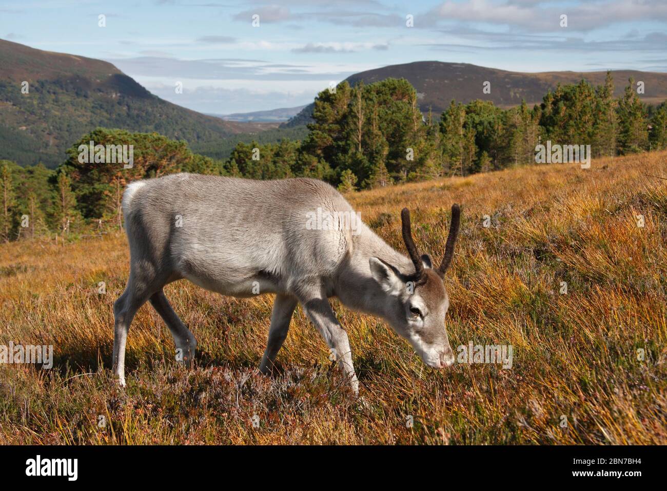 Rentier weibchen reindeer female rangifer -Fotos und -Bildmaterial in ...