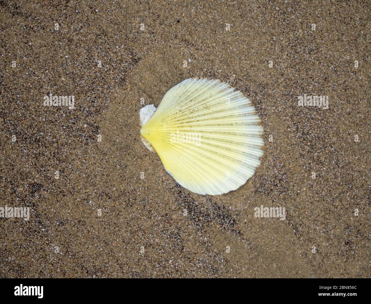 Muscheln muschel kletterer -Fotos und -Bildmaterial in hoher Auflösung ...