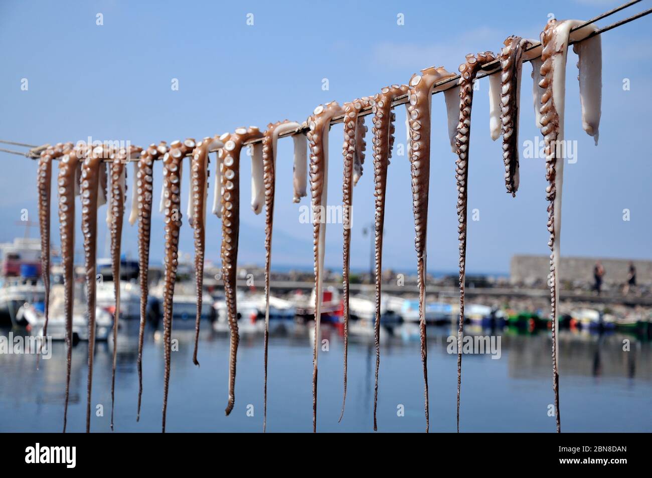 Oktopus fisch -Fotos und -Bildmaterial in hoher Auflösung – Alamy