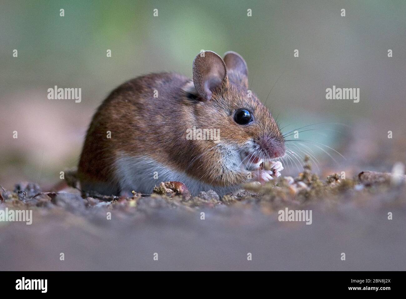 Apodemus sylvaticus -Fotos und -Bildmaterial in hoher Auflösung – Alamy
