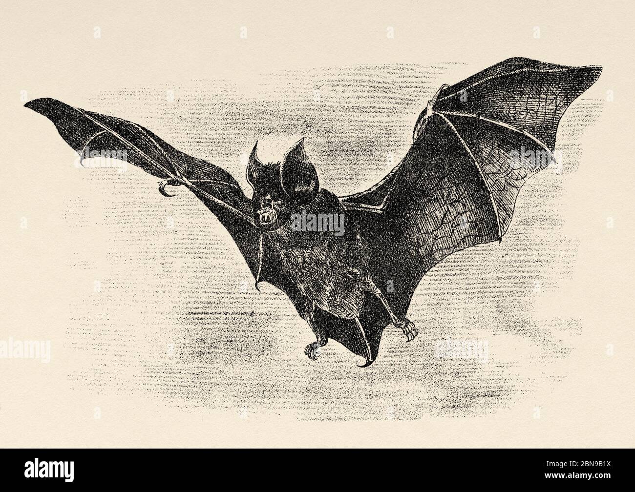 Arten von chiropter -Fotos und -Bildmaterial in hoher Auflösung – Alamy
