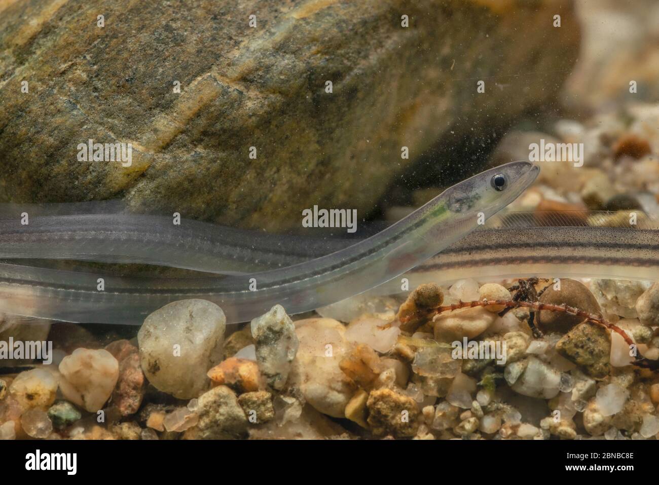 Fondo transparente -Fotos und -Bildmaterial in hoher Auflösung – Alamy