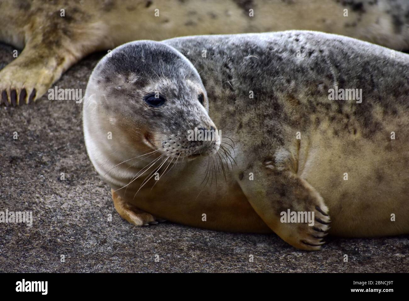 Haut Der Robbe Stockfotos und -bilder Kaufen - Alamy