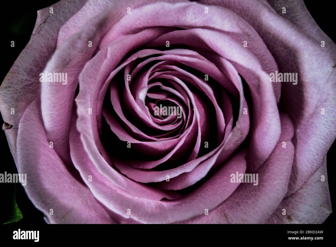 Antike rose -Fotos und -Bildmaterial in hoher Auflösung – Alamy