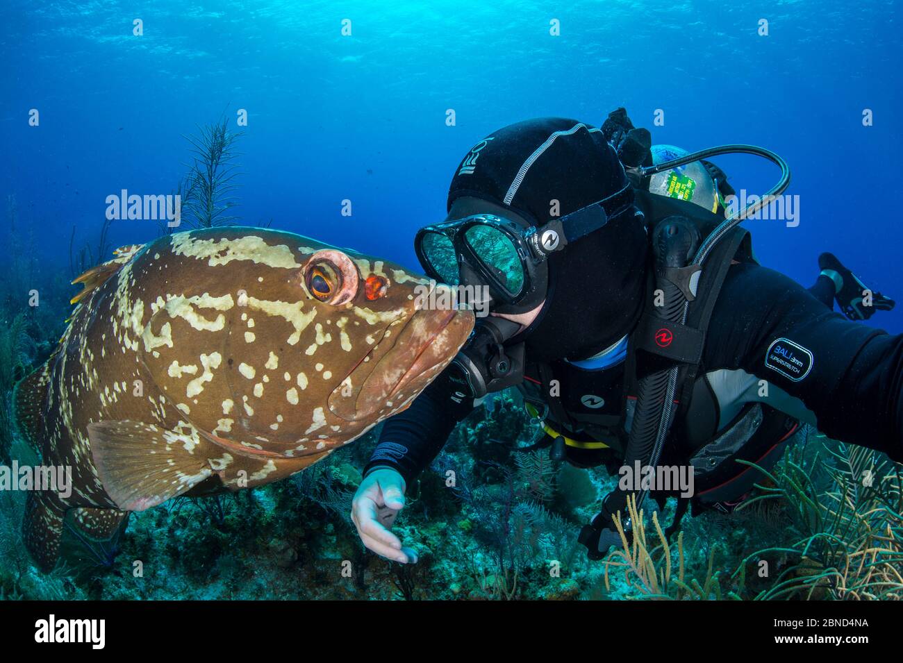 Senf modell -Fotos und -Bildmaterial in hoher Auflösung – Alamy