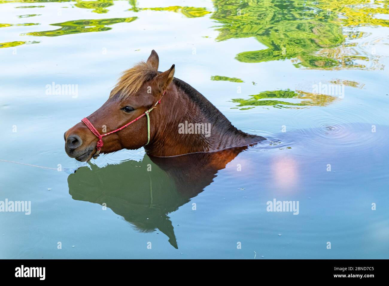 Pferde baden -Fotos und -Bildmaterial in hoher Auflösung – Alamy