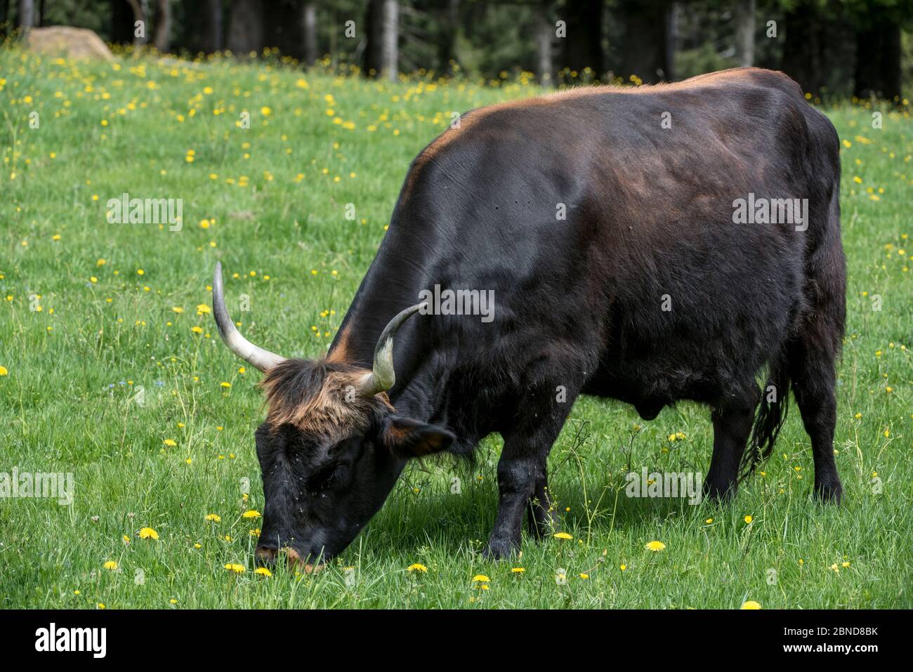 Bayerischer wald nat -Fotos und -Bildmaterial in hoher Auflösung – Alamy
