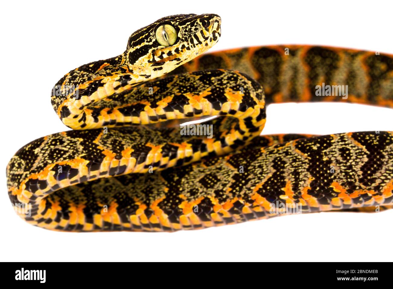 Amazonas baum boa corallus enydris -Fotos und -Bildmaterial in hoher ...