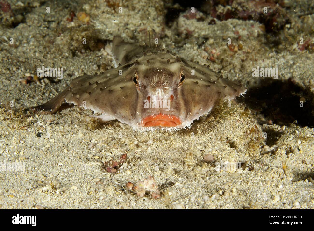 Rotlippenbatfish (Ogcocephalus porrectus) Cocos Island National Park ...