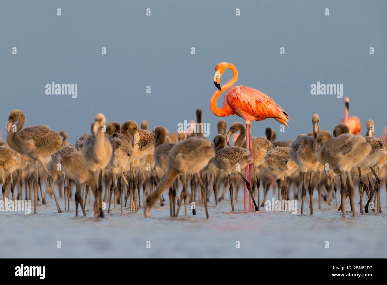 Amerikanischer Flamingo (Phoenicopterus ruber) steht in der Mitte des ...
