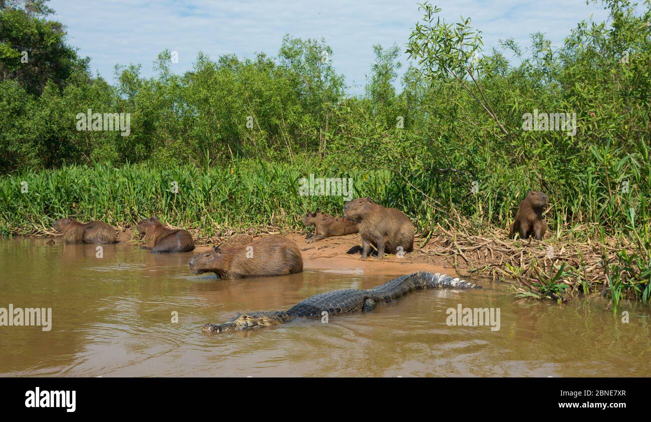 Capybara caiman -Fotos und -Bildmaterial in hoher Auflösung – Alamy
