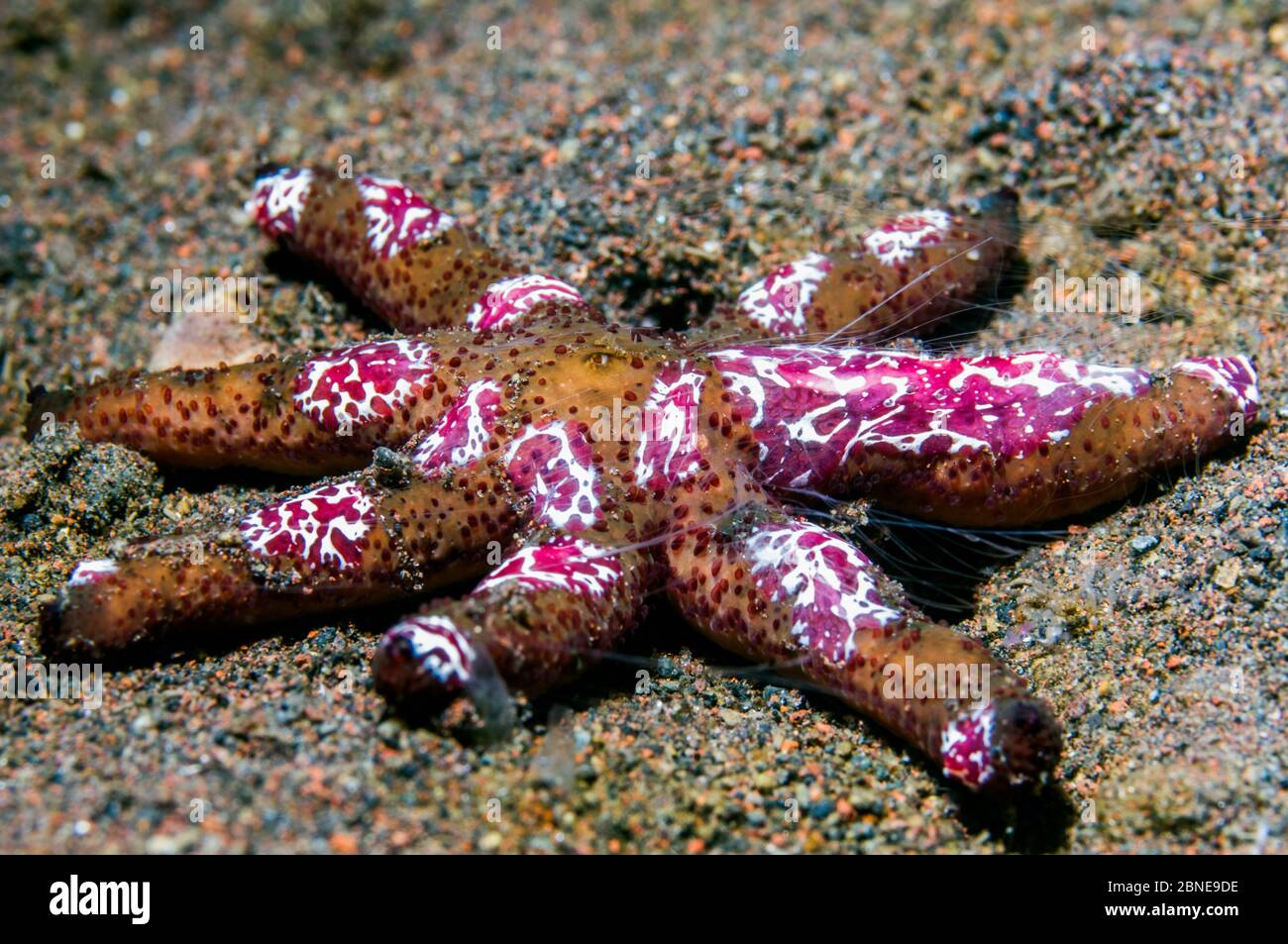 Orange luzon seestern -Fotos und -Bildmaterial in hoher Auflösung – Alamy